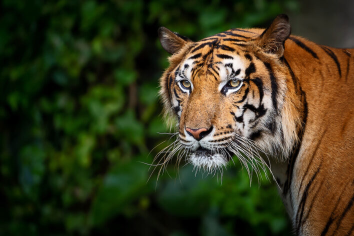 Top 6 Rarest Tiger Species in the World 2024 [UPDATED]
