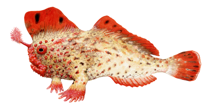 8 World's Rarest Fish Species 2024 [UPDATED]- Newshub360.net